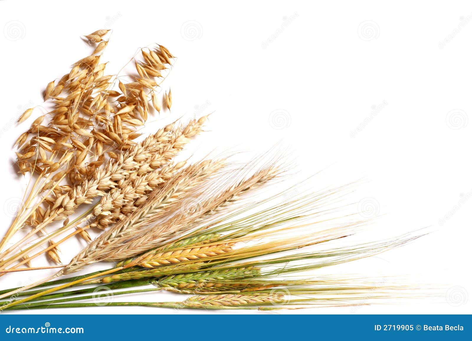 Wheat selection stock image. Image of summer, organic - 2719905