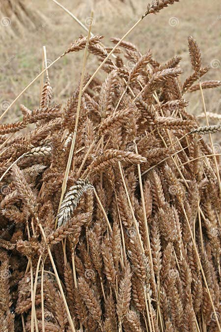 Wheat sheaf drying stock photo. Image of arable, outdoor - 20777168