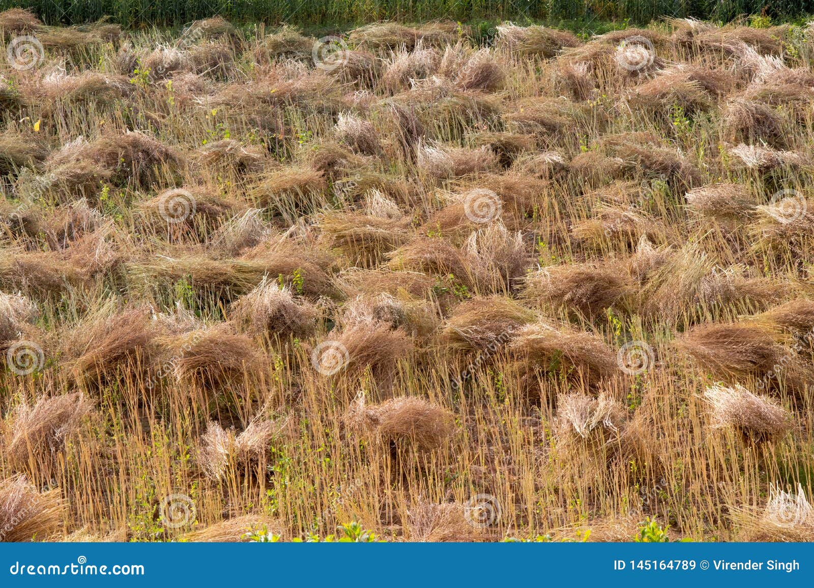 Wheat Sheaves stock image. Image of countryside, agriculture - 145164789