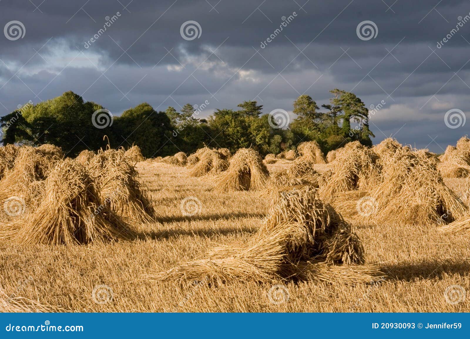 Wheat sheaves in stooks stock image. Image of dorset - 20930093