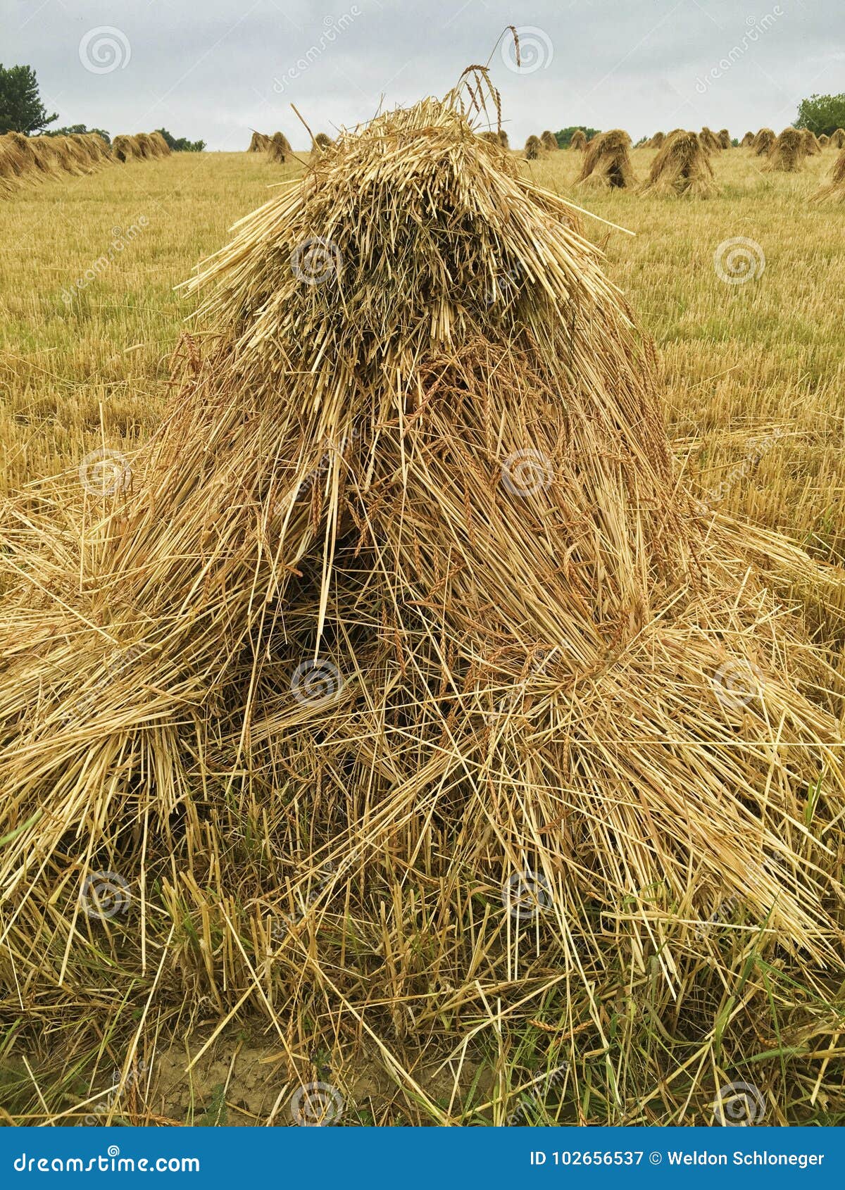 Wheat shock in Ohio field stock image. Image of crop - 102656537