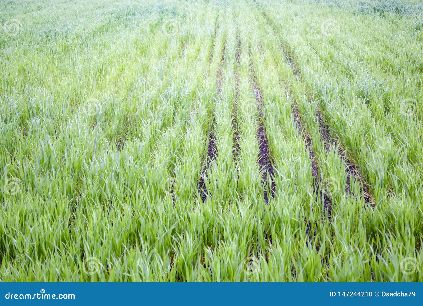 Wheat Shoots Grow in the Field Stock Photo - Image of field, fresh ...