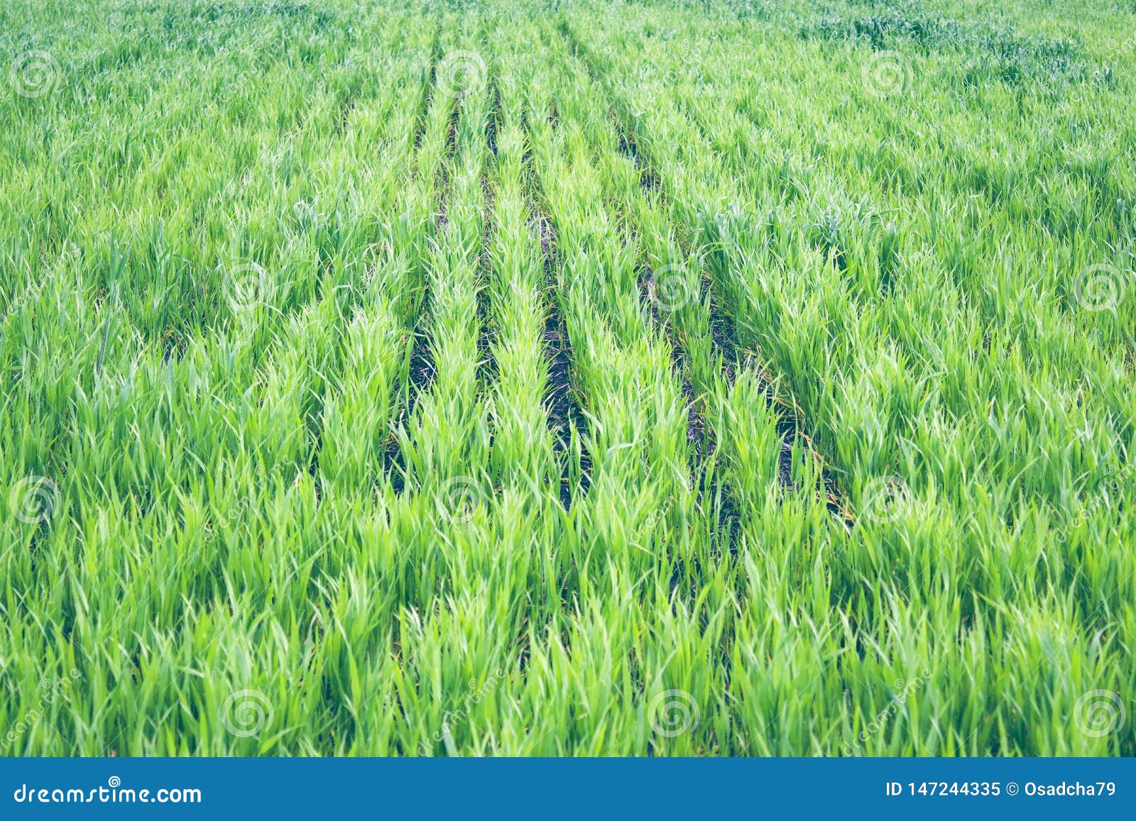 Wheat Shoots Grow in the Field Stock Image - Image of food, industrial ...
