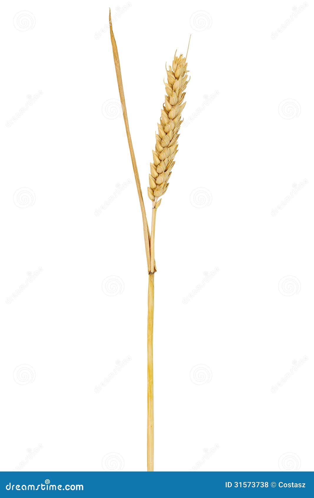 Wheat stock photo. Image of food, farming, isolated, produce - 31573738