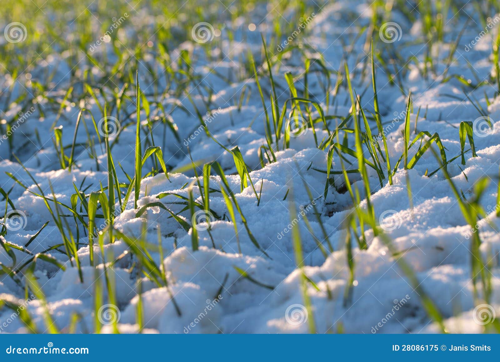 Wheat in snow. stock image. Image of frost, wheat, grass - 28086175