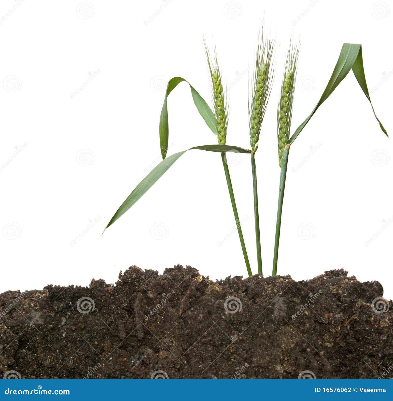 Wheat in soil stock photo. Image of close, soil, farming - 16576062