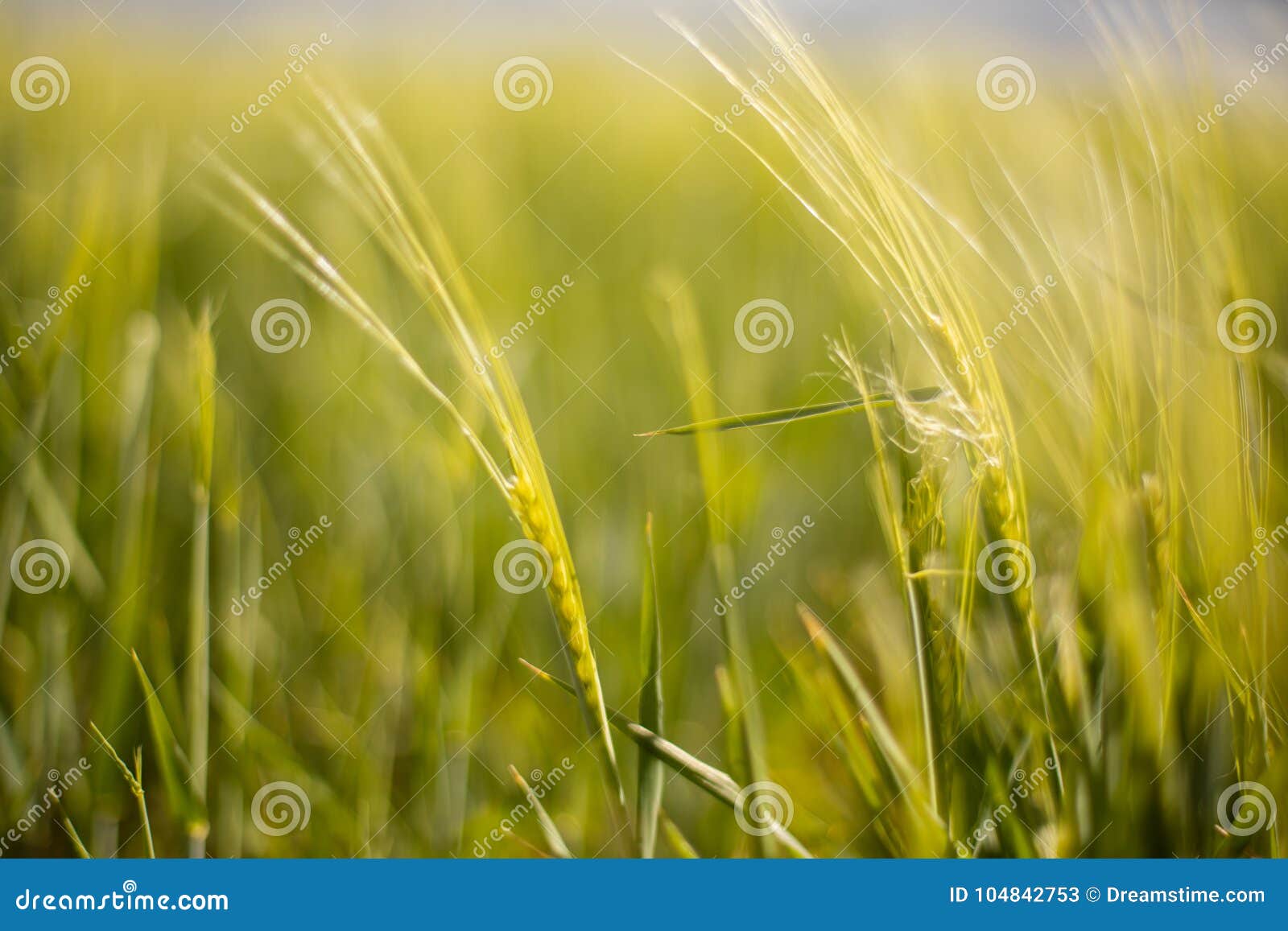 Wheat green stock image. Image of yellow, backgrounds - 104842753