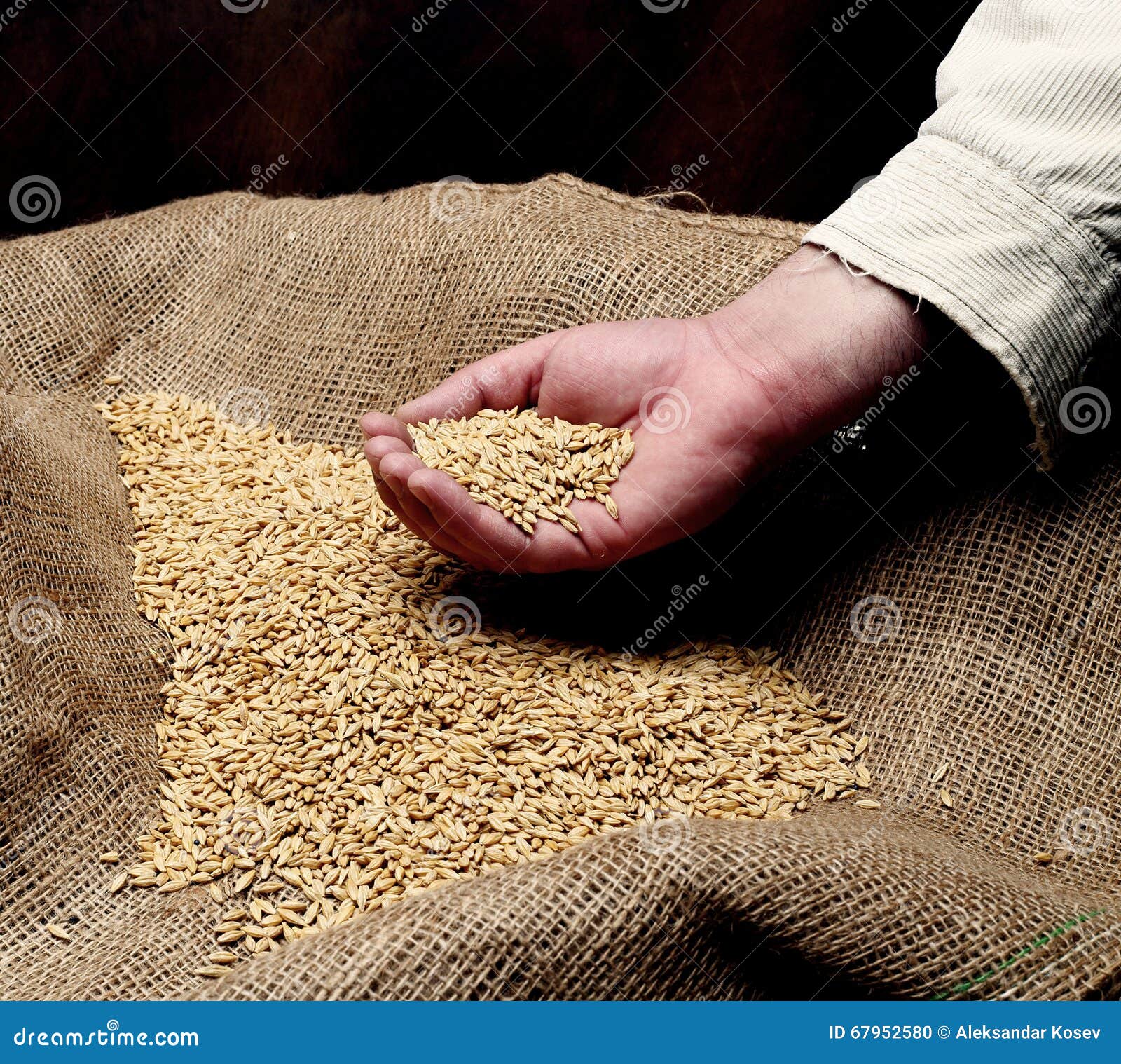 Wheat sowing seed stock photo. Image of agriculture, grow - 67952580
