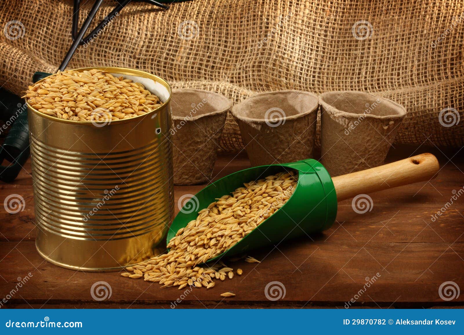 Sowing seed stock photo. Image of closeup, sowing, wheat - 29870782