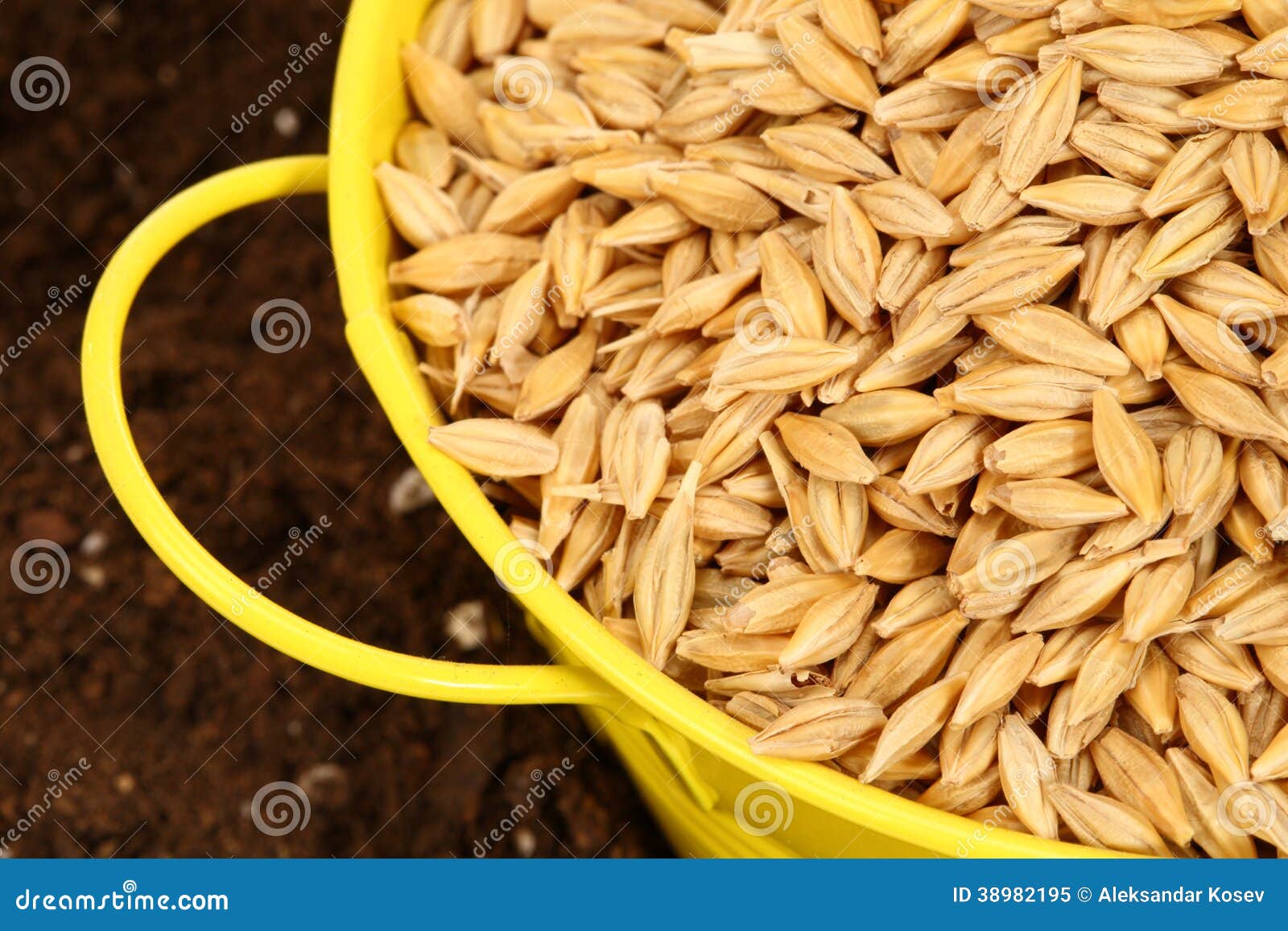 Wheat sowing seed stock image. Image of cultivation, cereal - 38982195