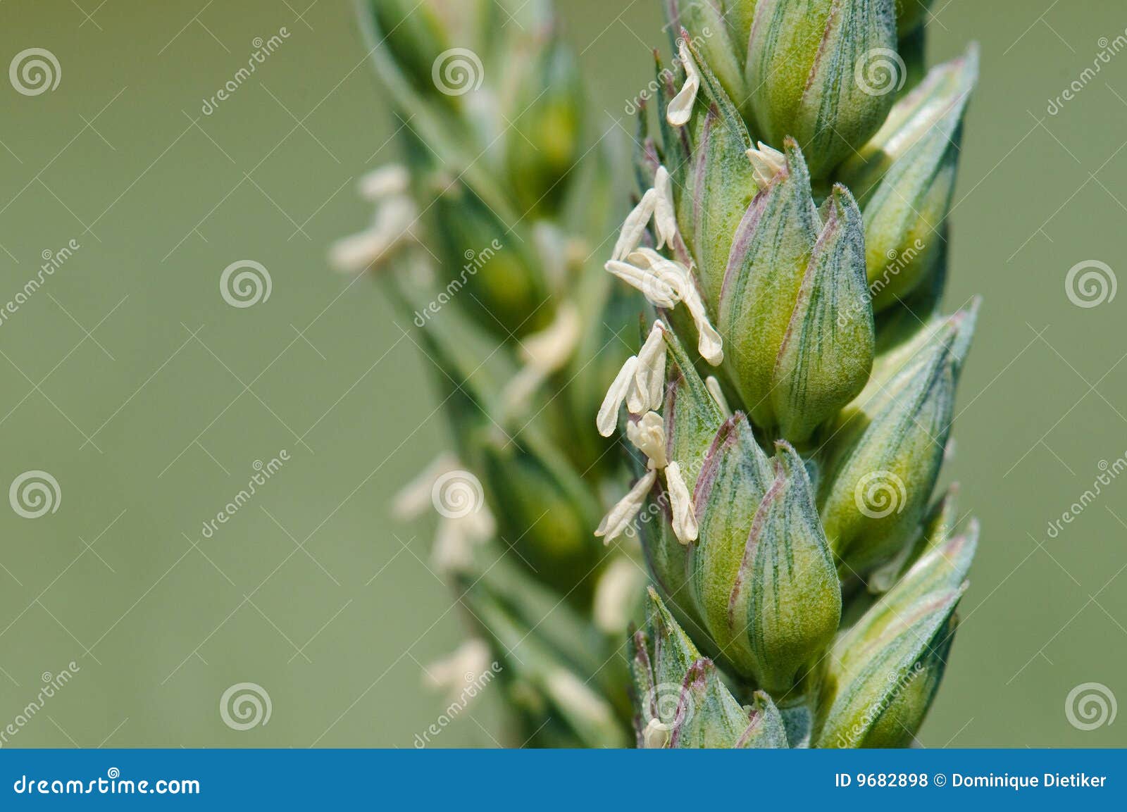 Wheat spike stock photo. Image of nature, wheat, feed - 9682898