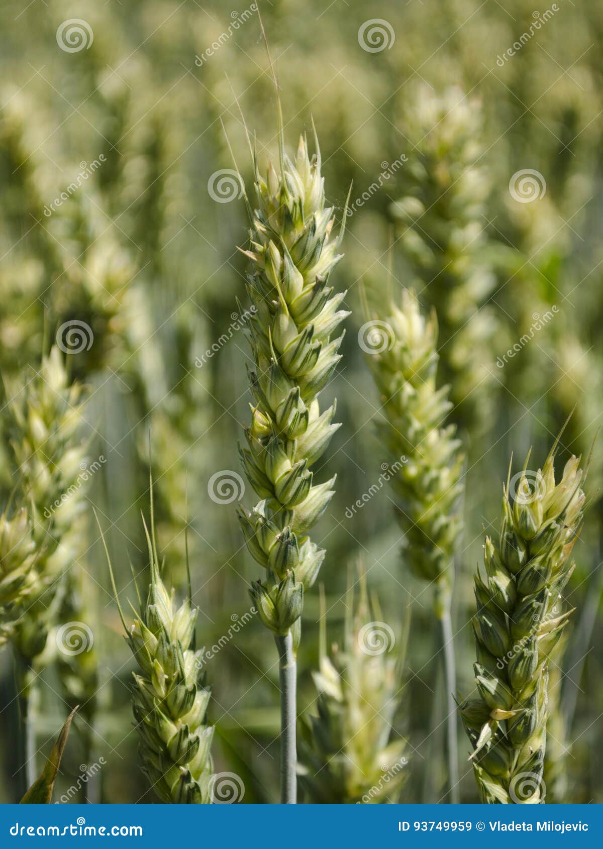 Wheat spike 2 stock image. Image of early, wheat, agriculture - 93749959