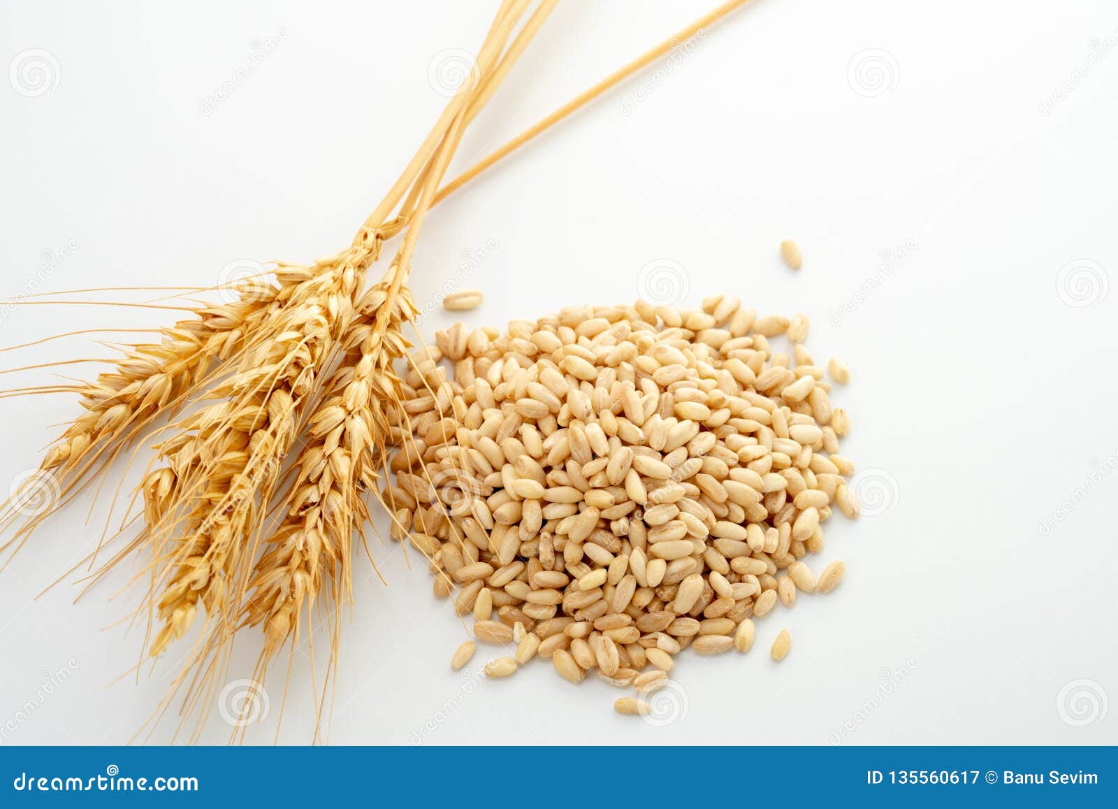 Wheat spike and grains stock image. Image of seed, kernel - 135560617
