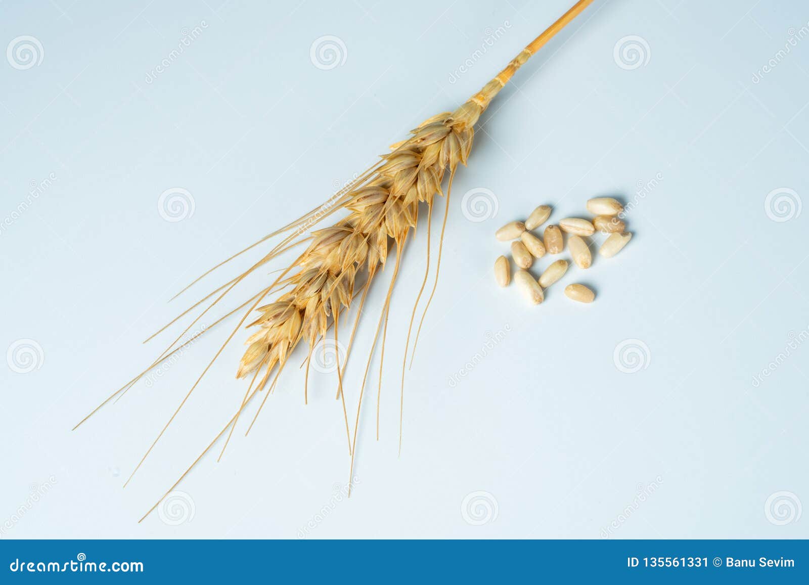 Wheat spike and grains stock image. Image of grains - 135561331
