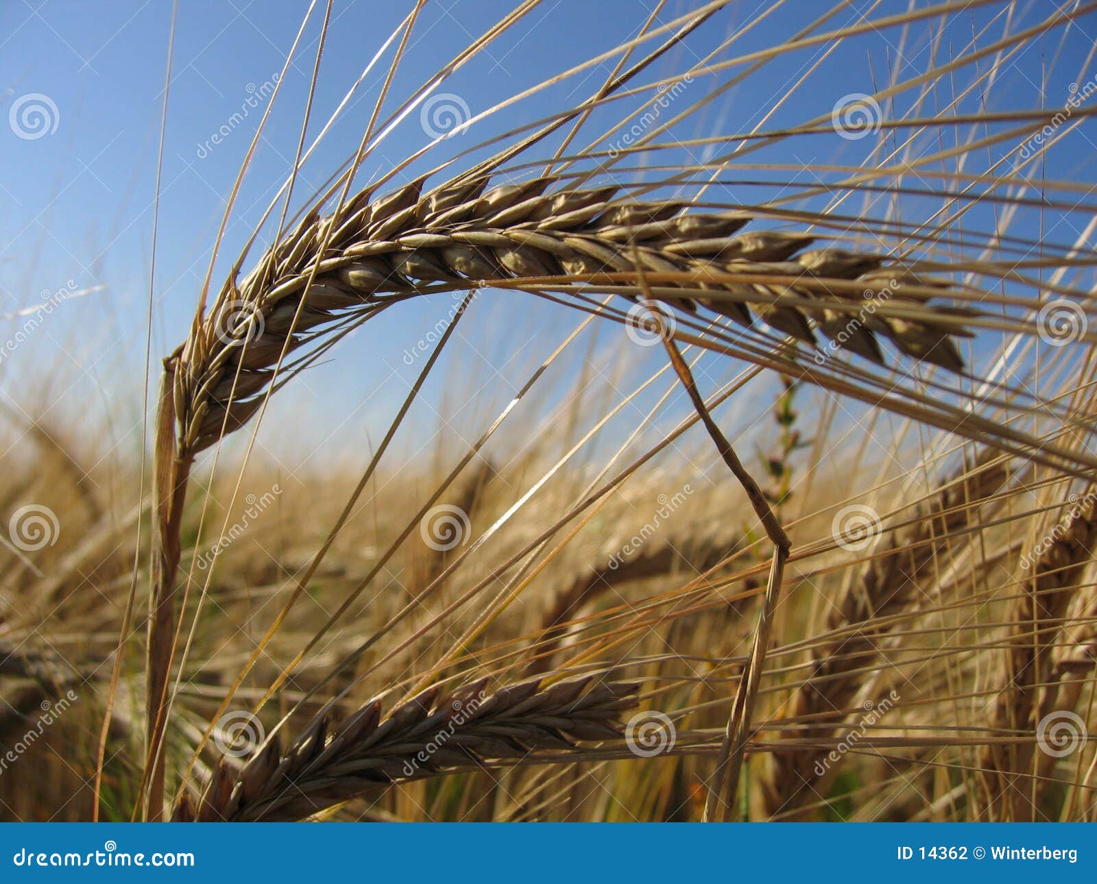 Wheat Spike II stock photo. Image of wheat, rurally, rick - 14362
