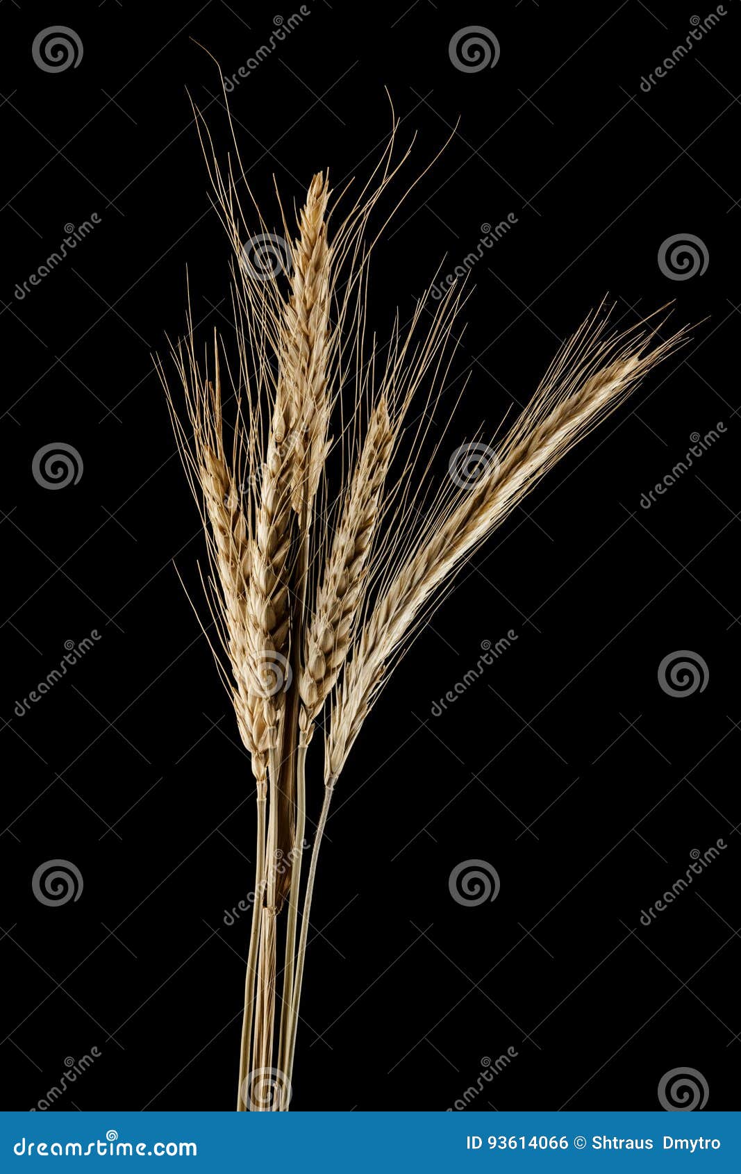 Wheat spike stock photo. Image of harvest, closeup, grain - 93614066