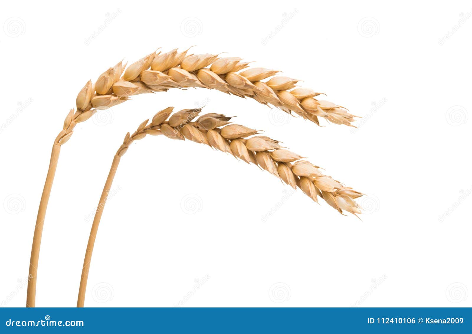 Wheat spike isolated stock photo. Image of crop, meal - 112410106