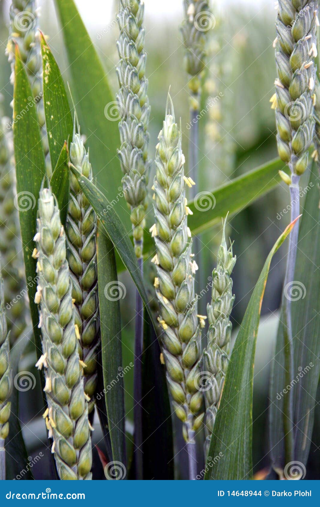 Wheat Spike and Plant Macro Stock Photo - Image of blade, botany: 14648944