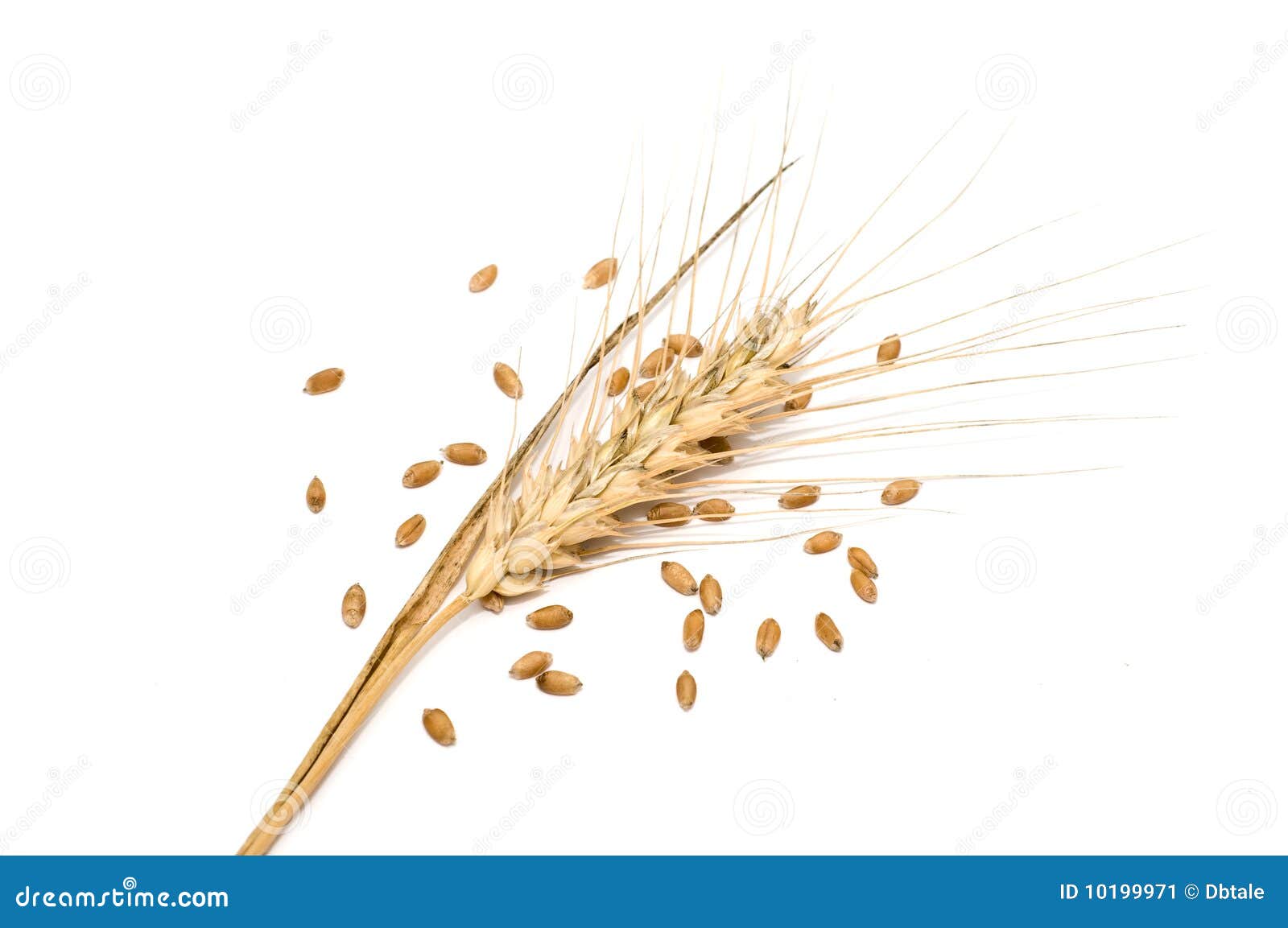 Wheat spike with seeds stock image. Image of harvest - 10199971