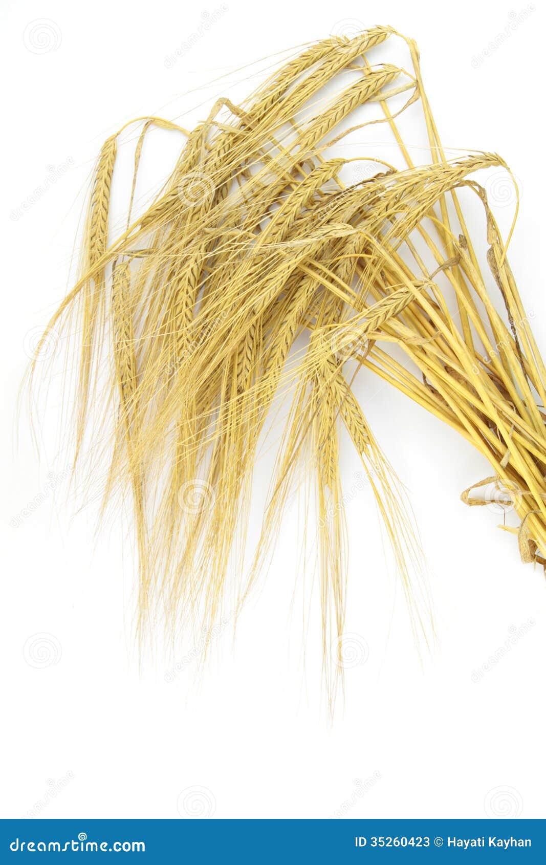 Wheat spike stock image. Image of detail, ears, agriculture - 35260423