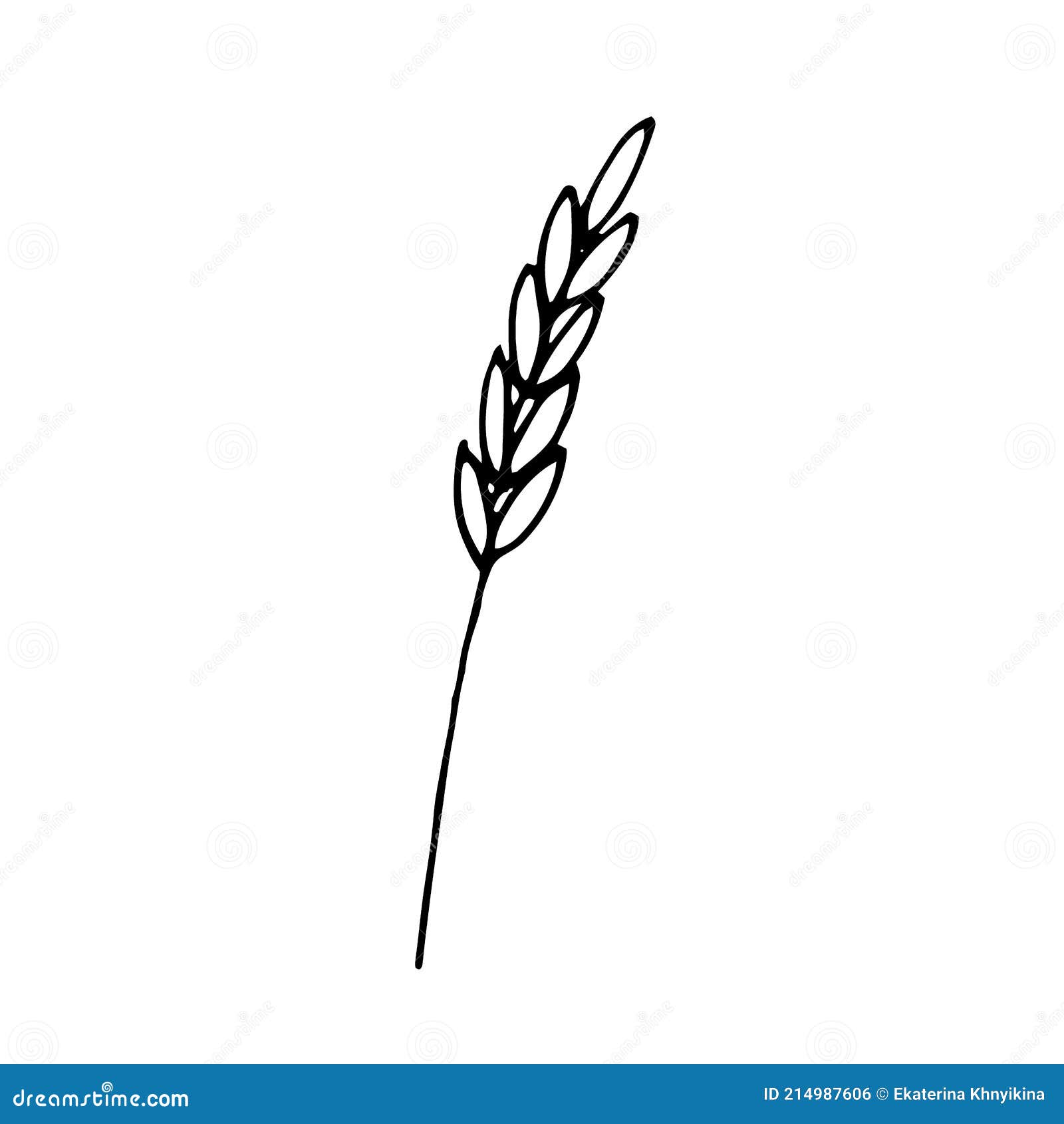 Wheat Spikelet, Vector Illustration, Hand Drawing, Sketch Stock Vector ...