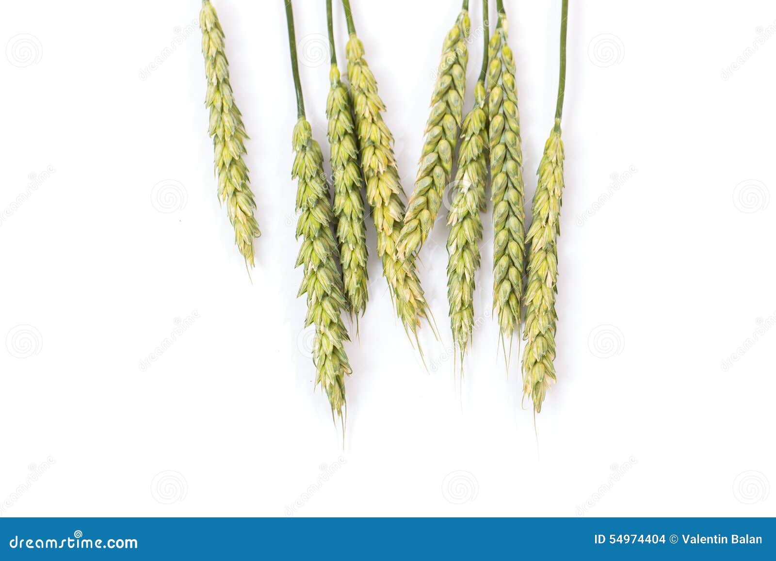 Wheat spikelet stock photo. Image of scratched, creation - 54974404