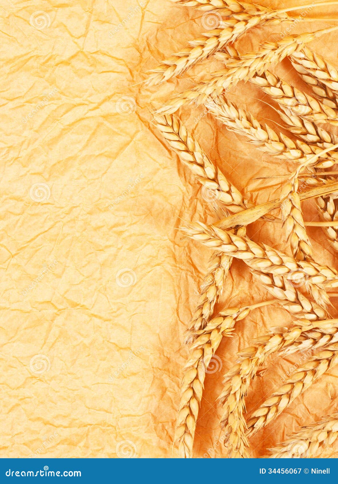 Wheat stock image. Image of cereal, grow, agriculture - 34456067