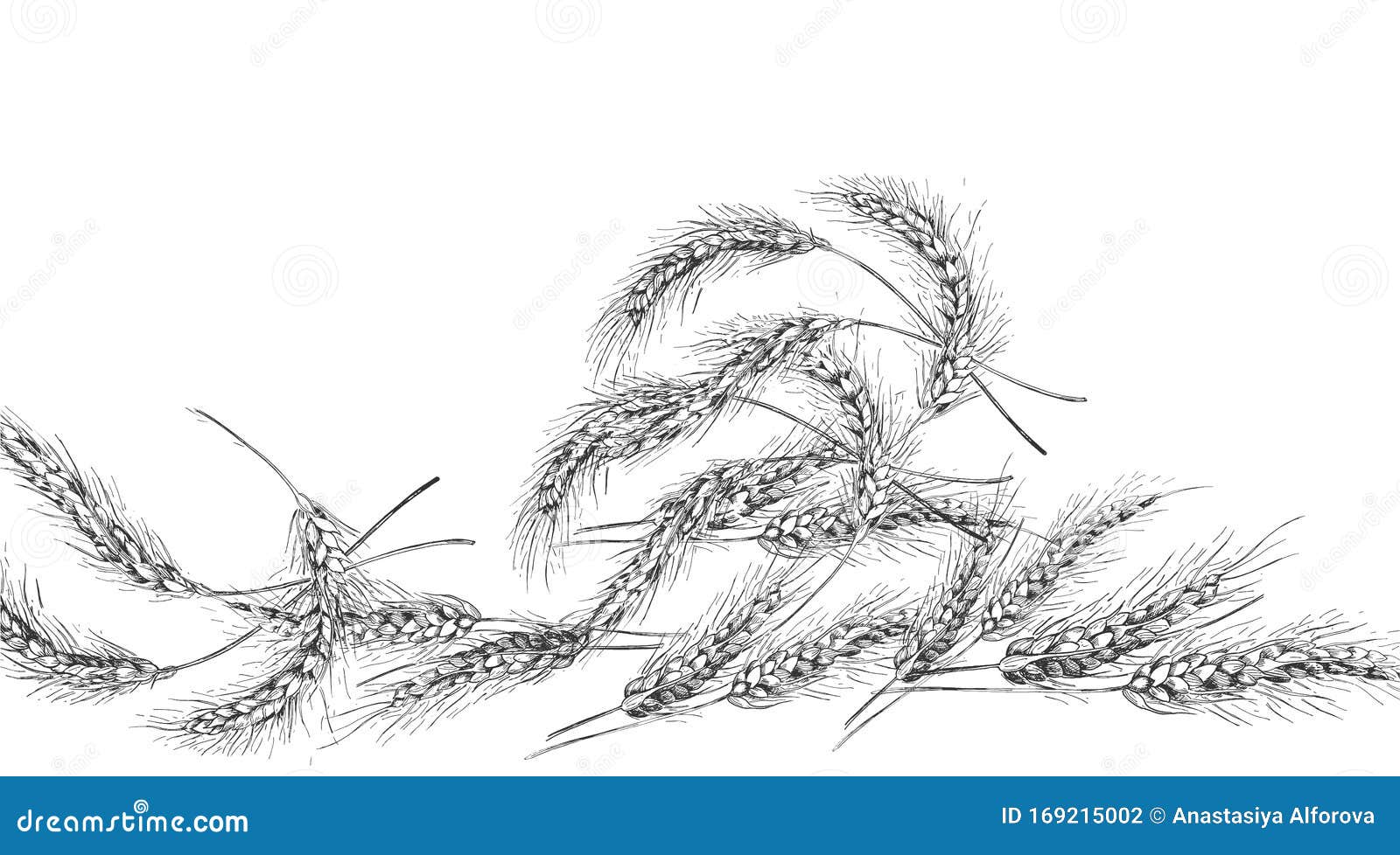 Wheat Spikelets With Ears, Grains, Stems And Spikes. Realistic Drawing ...