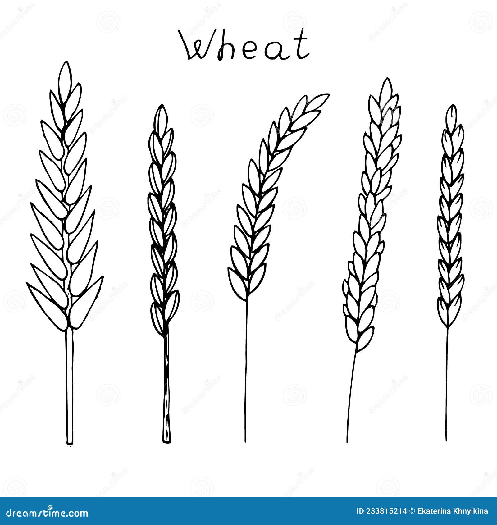 Wheat Spikelets Set Vector Illustration, Hand Drawing Doodles Stock ...