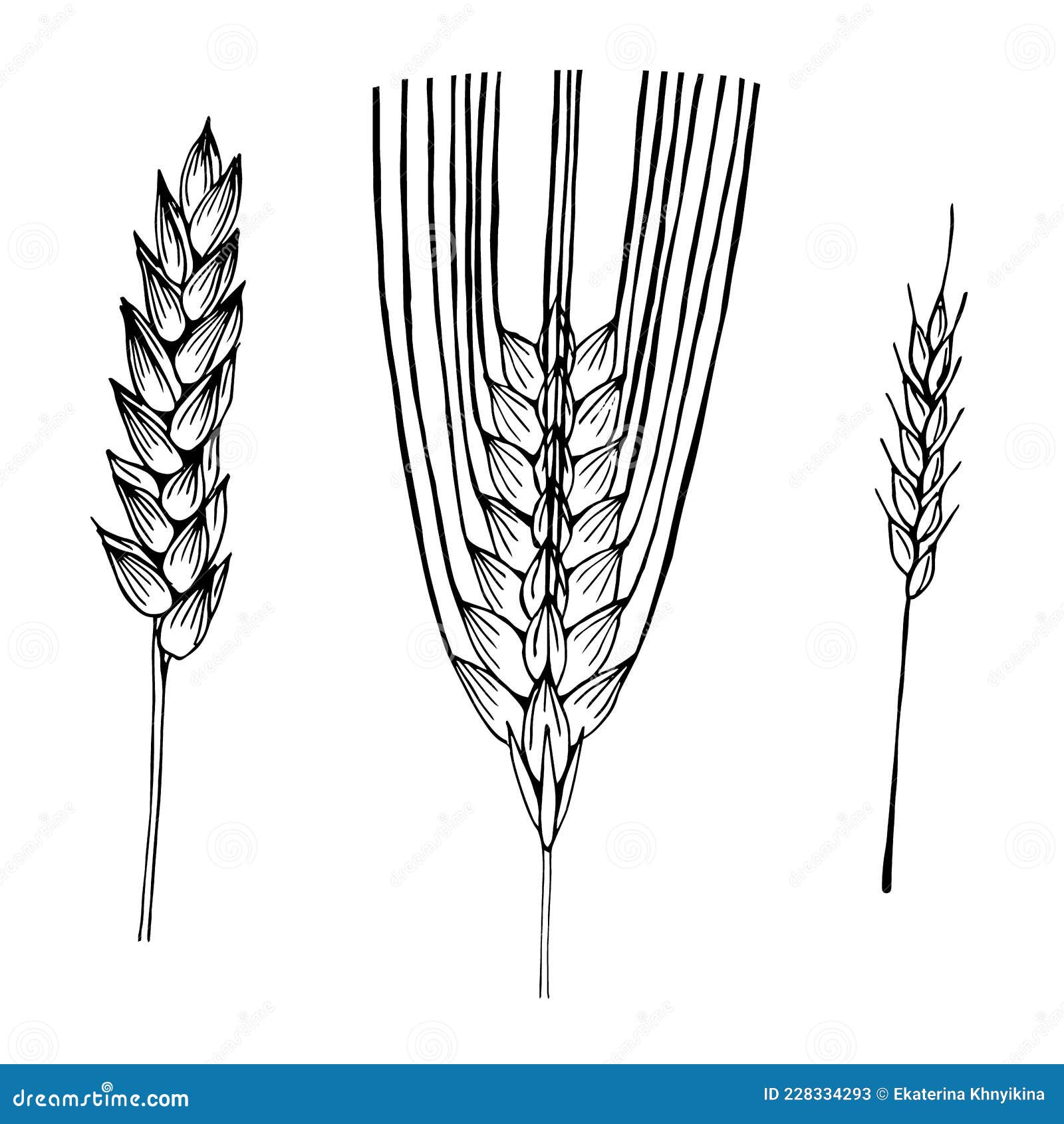 Wheat Spikelets Set, Vector Illustration Hand Drawing Sketch Stock ...