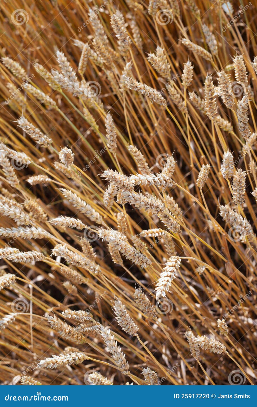 Wheat spikes. stock photo. Image of plant, sunny, golden - 25917220