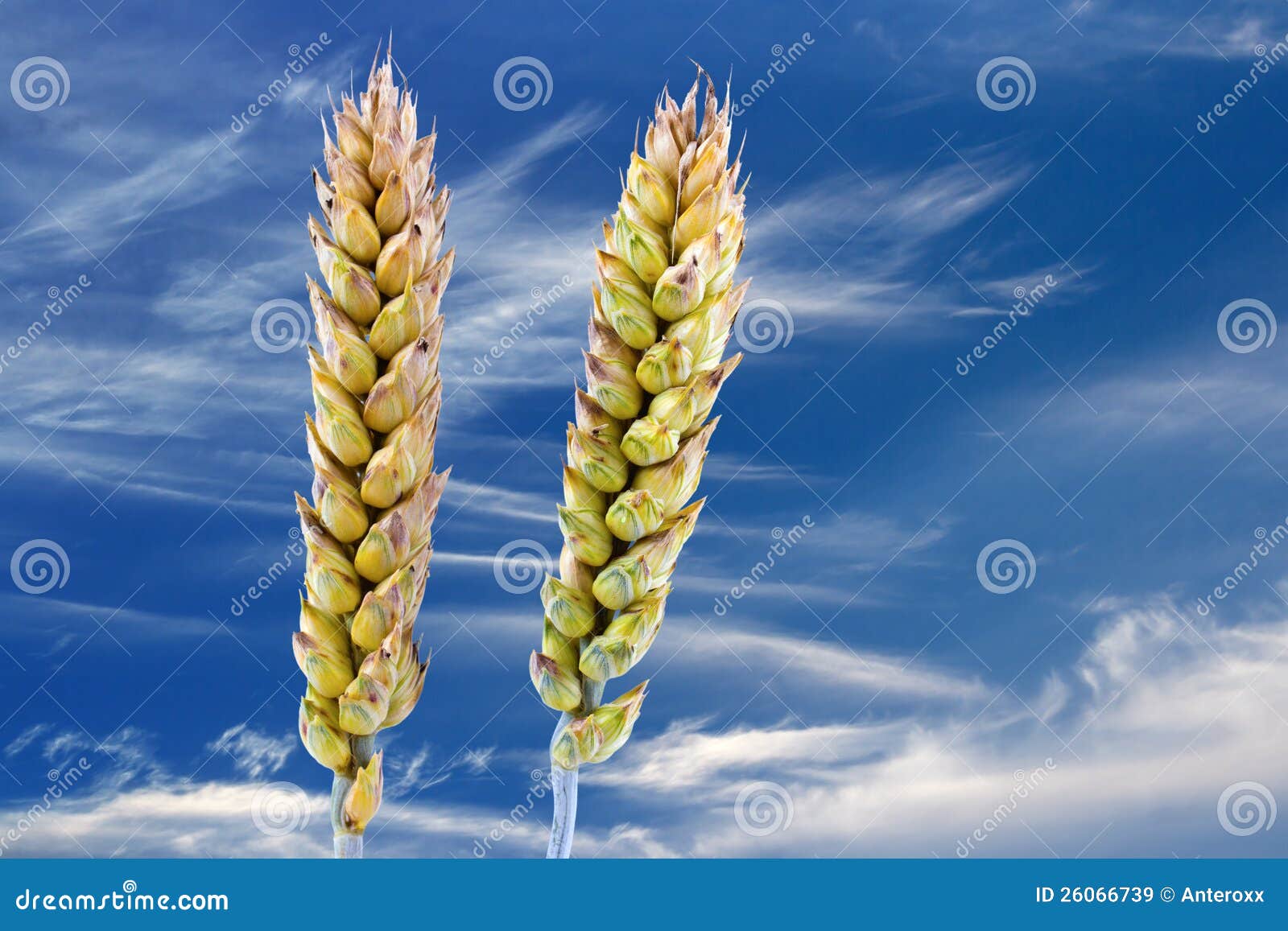 Wheat spikes stock image. Image of blue, closeup, farm - 26066739