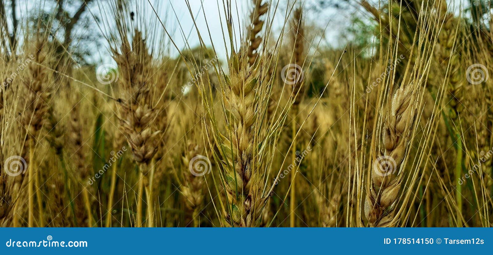 Wheat spikes and dew stock photo. Image of agriculture - 178514150