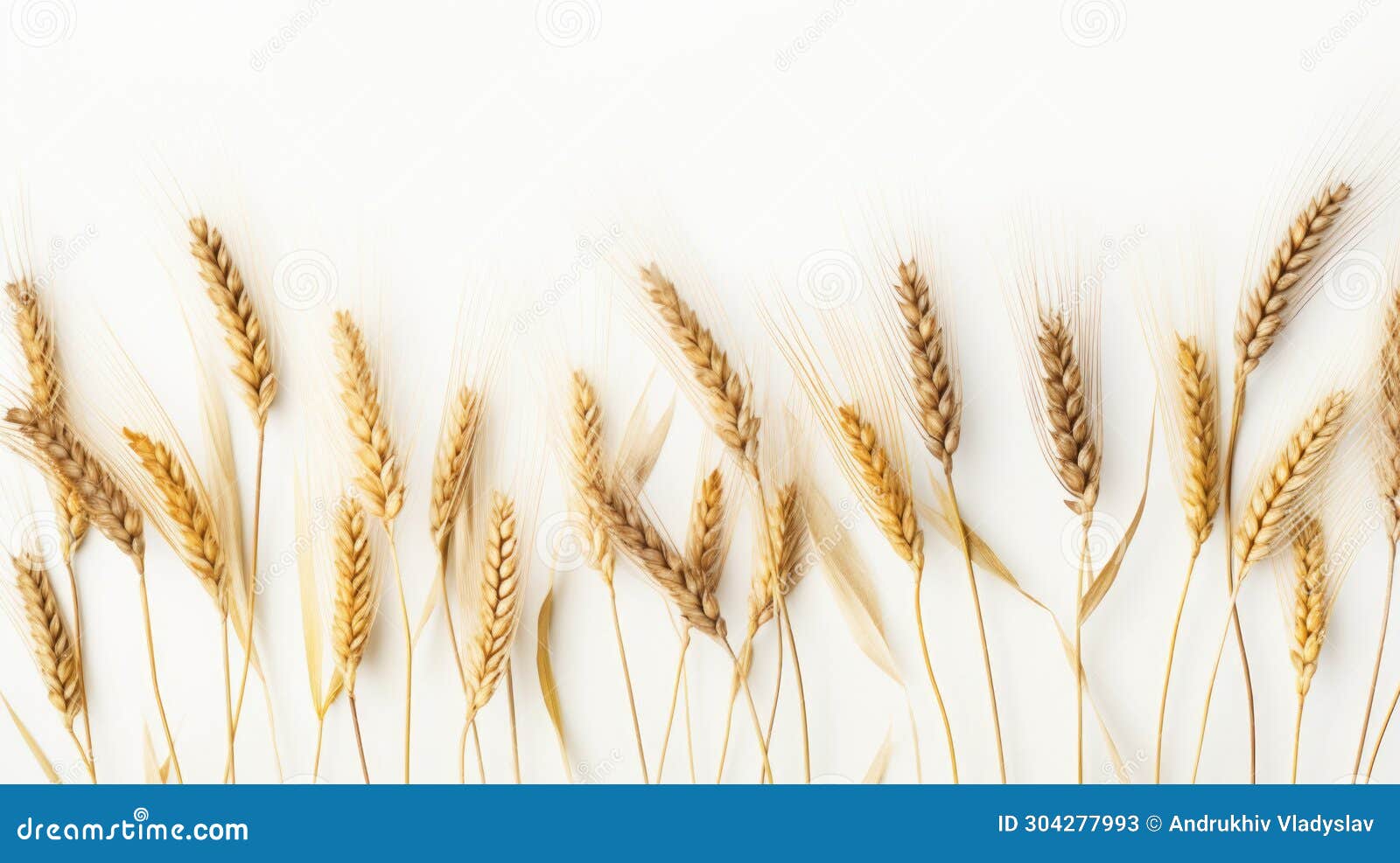 Wheat Spots on White Background, Abstract Illustration Stock ...