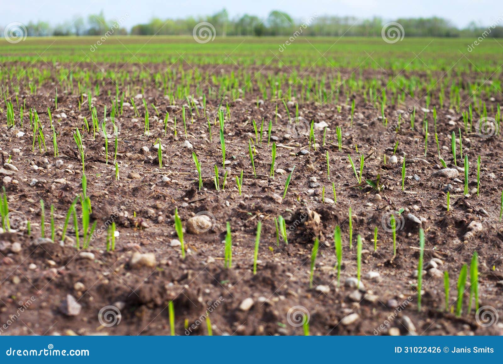 Wheat and spring. stock photo. Image of spring, wheat - 31022426