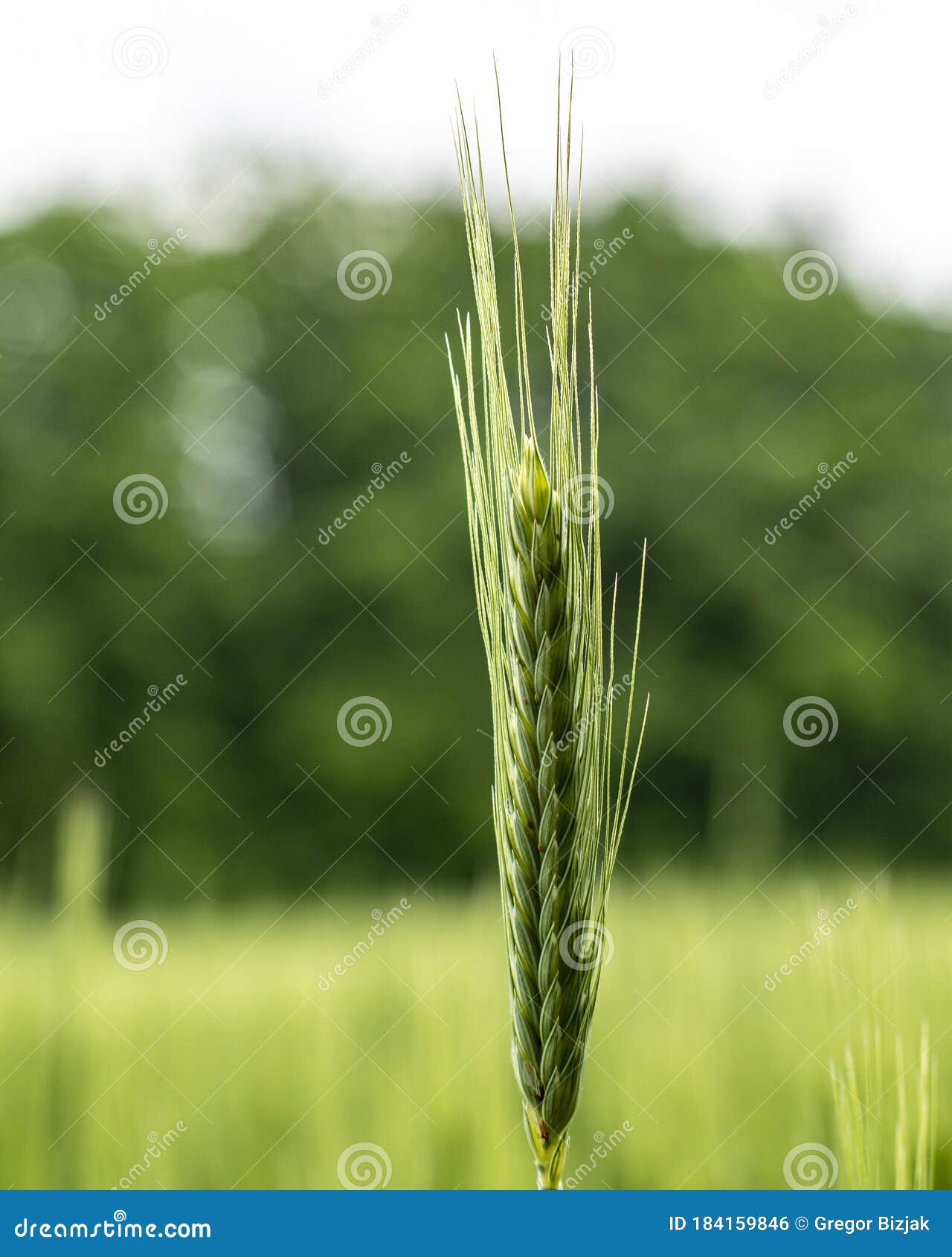 Wheat on spring stock photo. Image of branch, crop, produce - 184159846