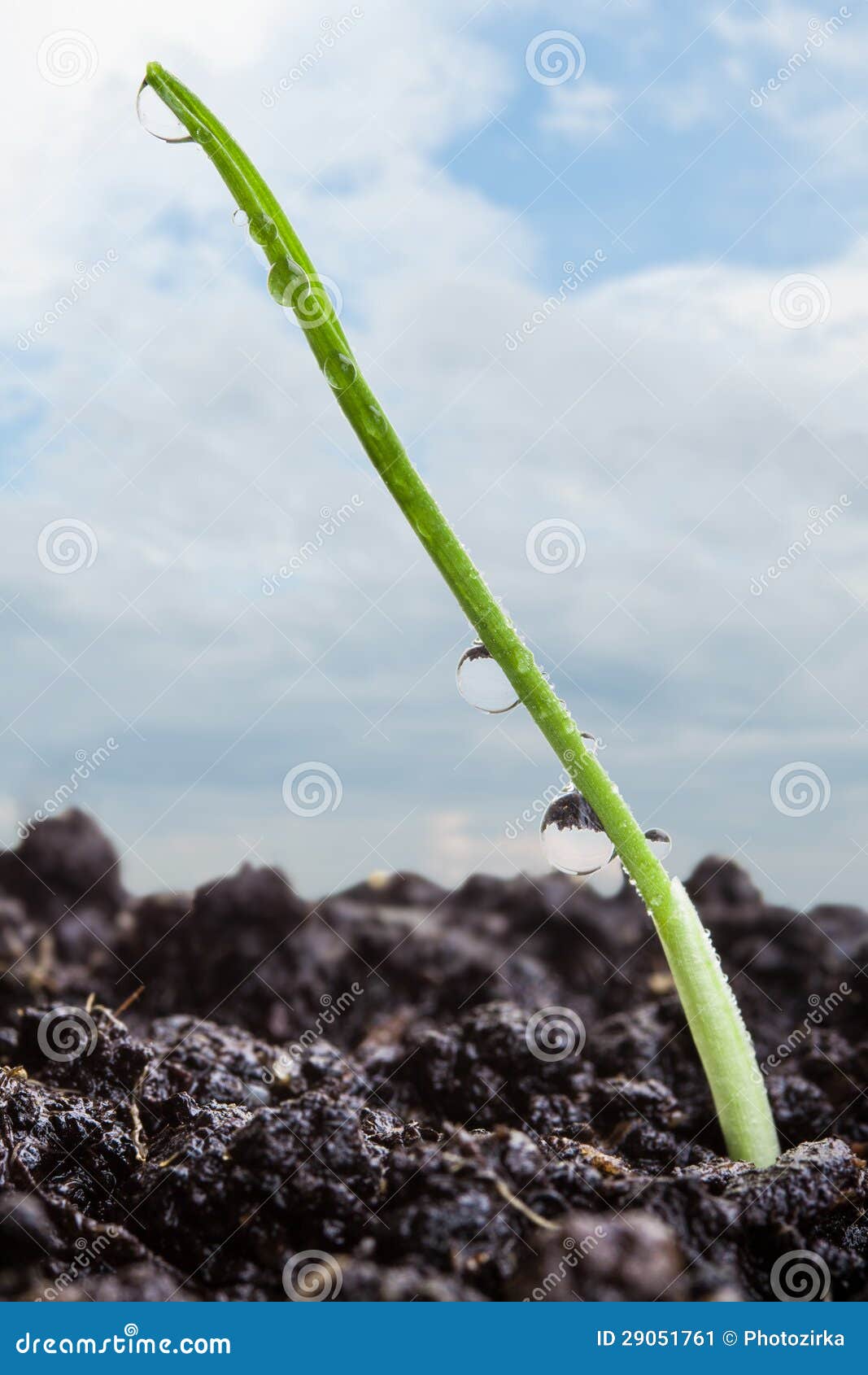 Wheat sprout stock image. Image of development, drop - 29051761