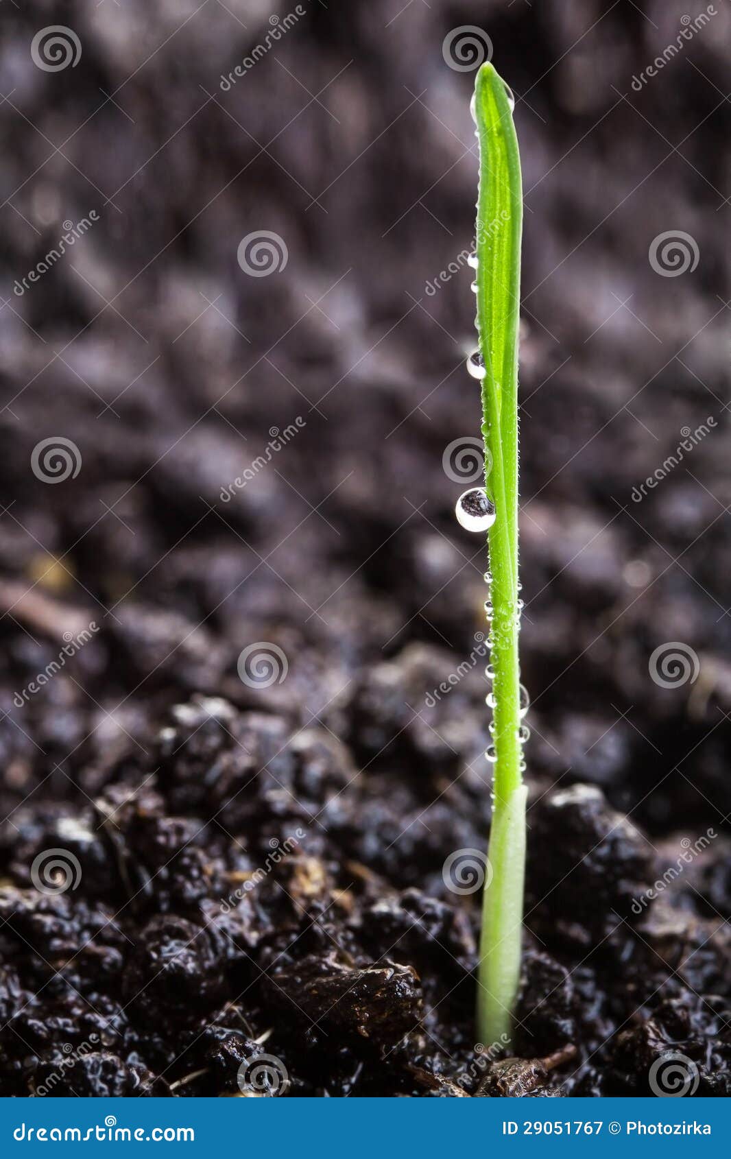 Wheat sprout stock image. Image of fertility, macro, concepts - 29051767