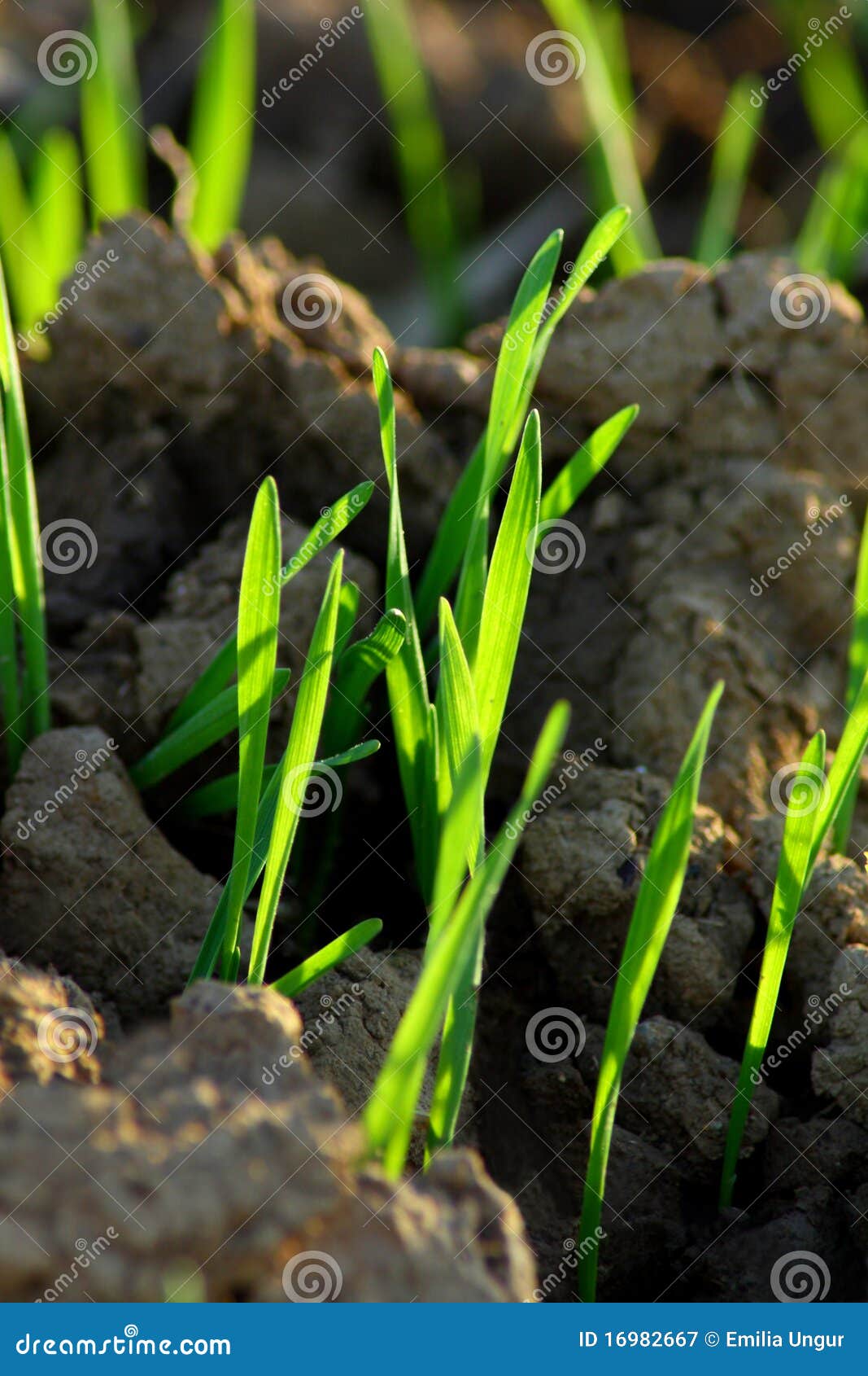 Wheat sprouts stock image. Image of plant, blade, field - 16982667