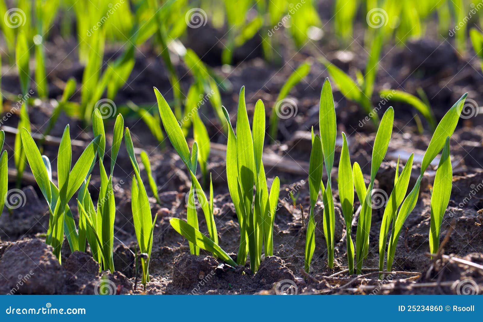 Wheat sprouts stock photo. Image of field, grain, barley - 25234860