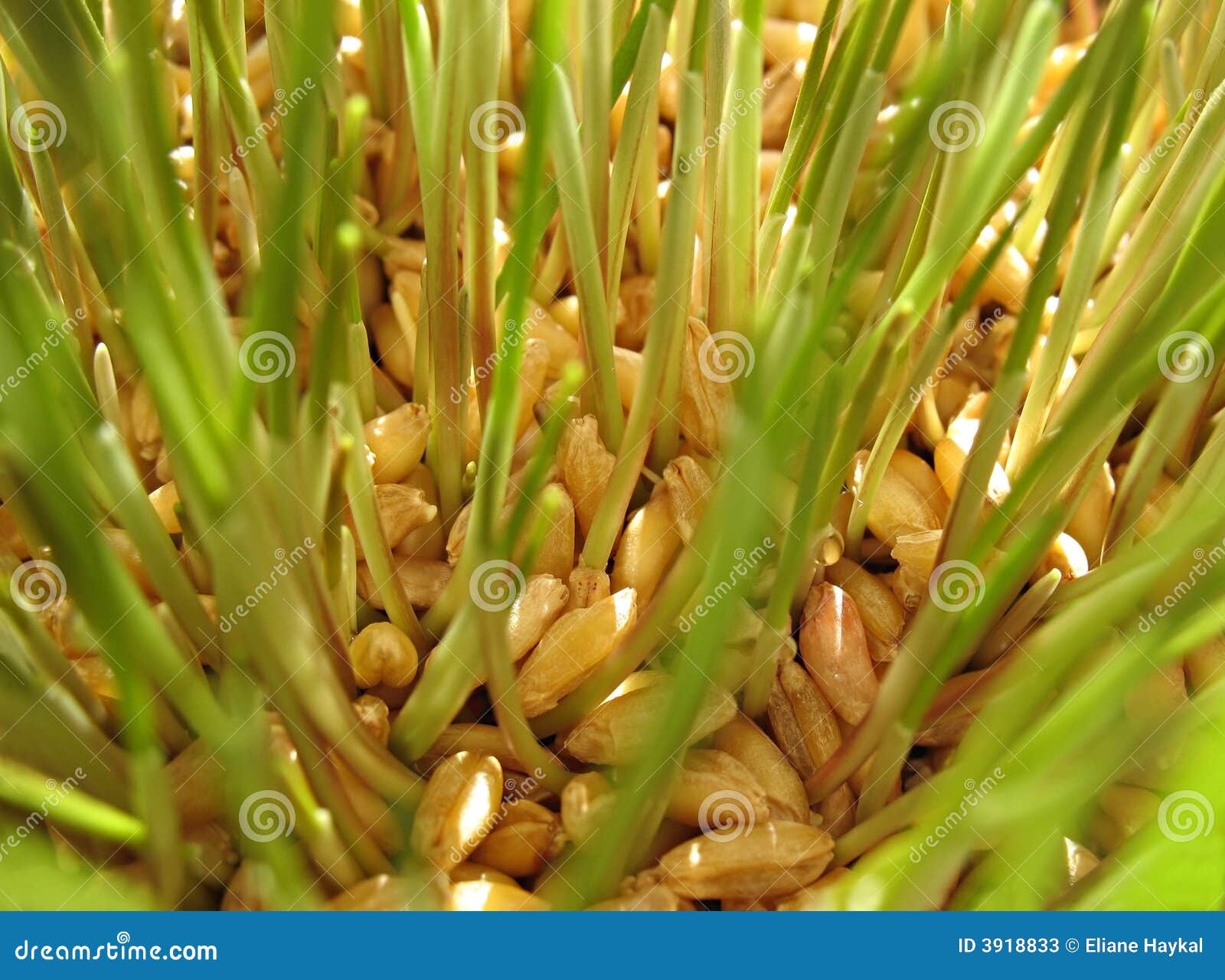Wheat Sprouts stock image. Image of nutrition, diet, germinating - 3918833