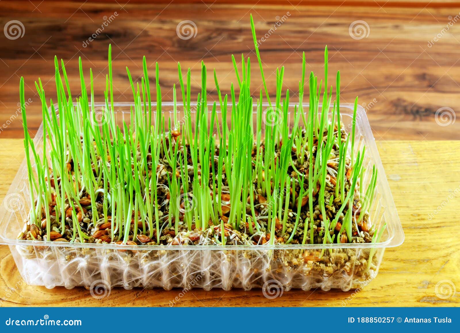 Wheat sprouts for cats stock image. Image of nature - 188850257