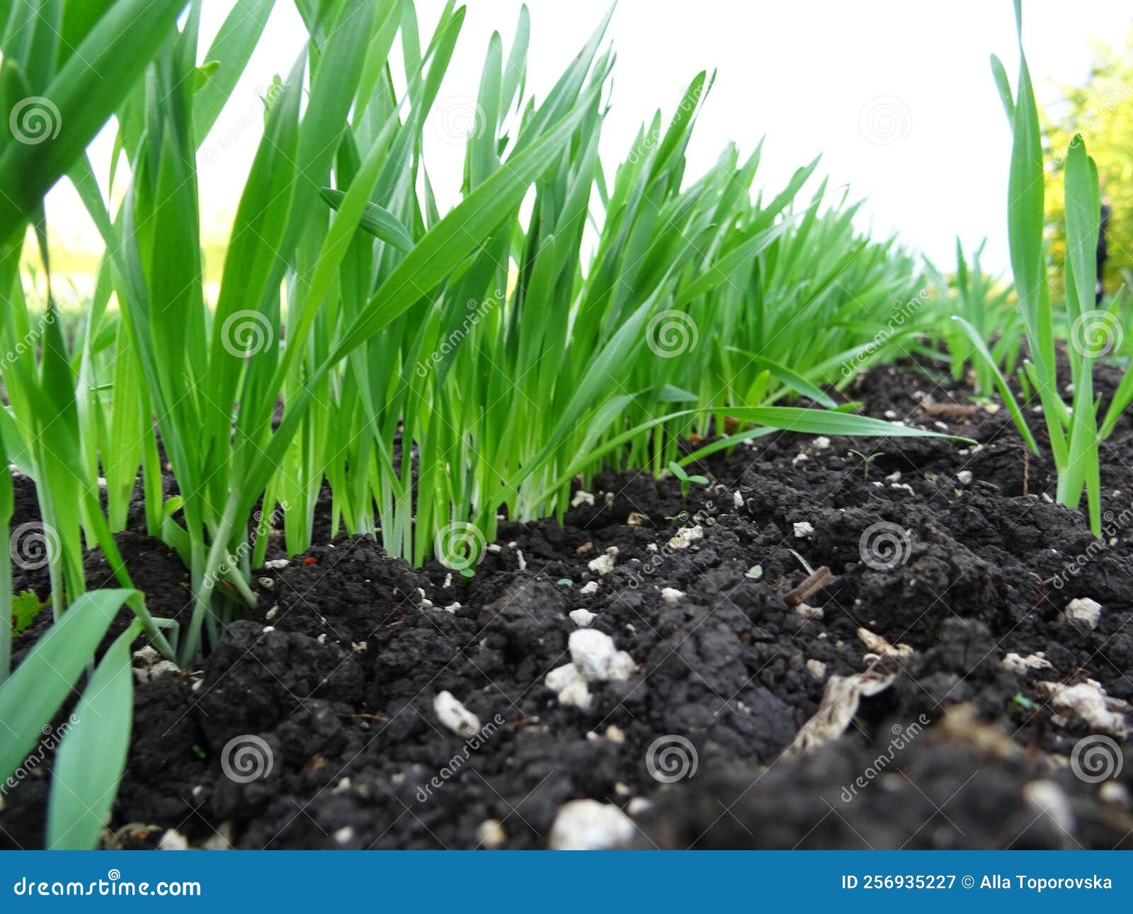 Wheat Sprouts in the Field Close-up Stock Image - Image of corn ...