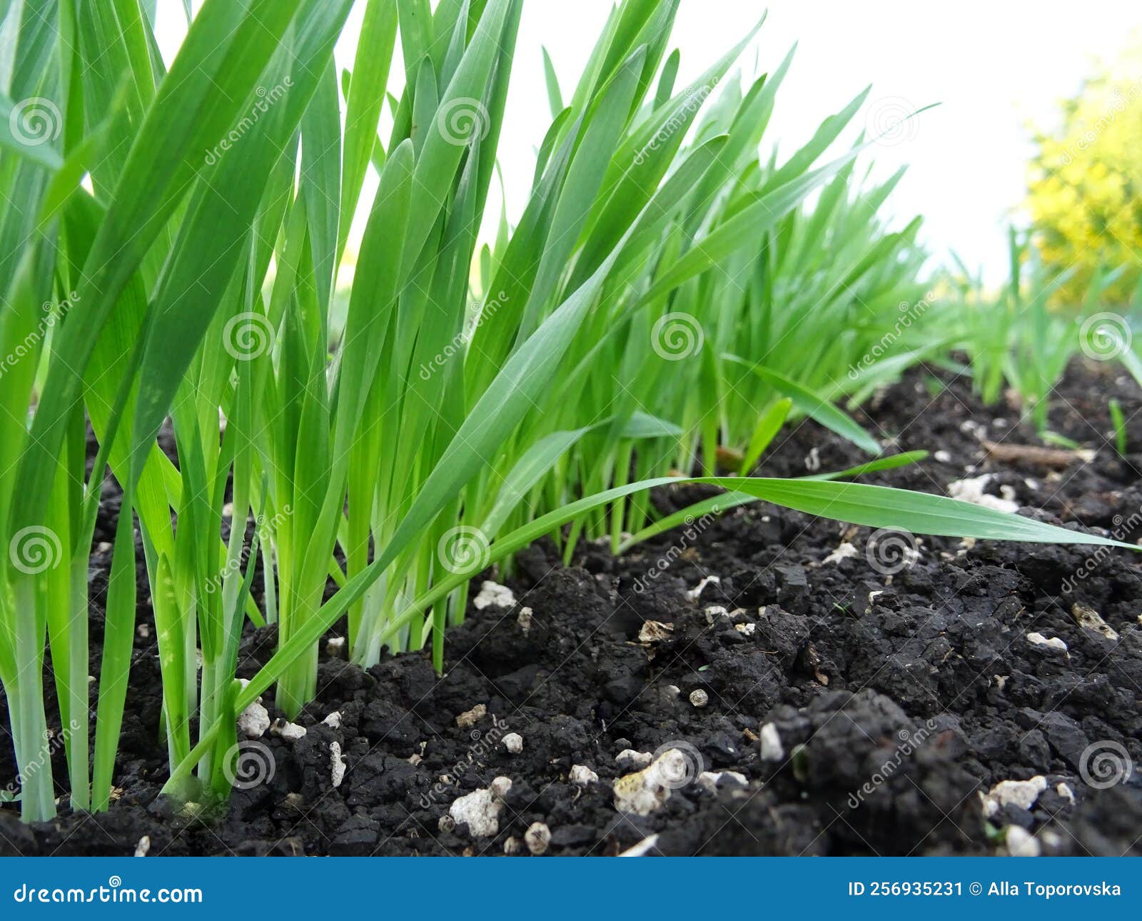 Wheat Sprouts in the Field Close-up Stock Image - Image of growing ...