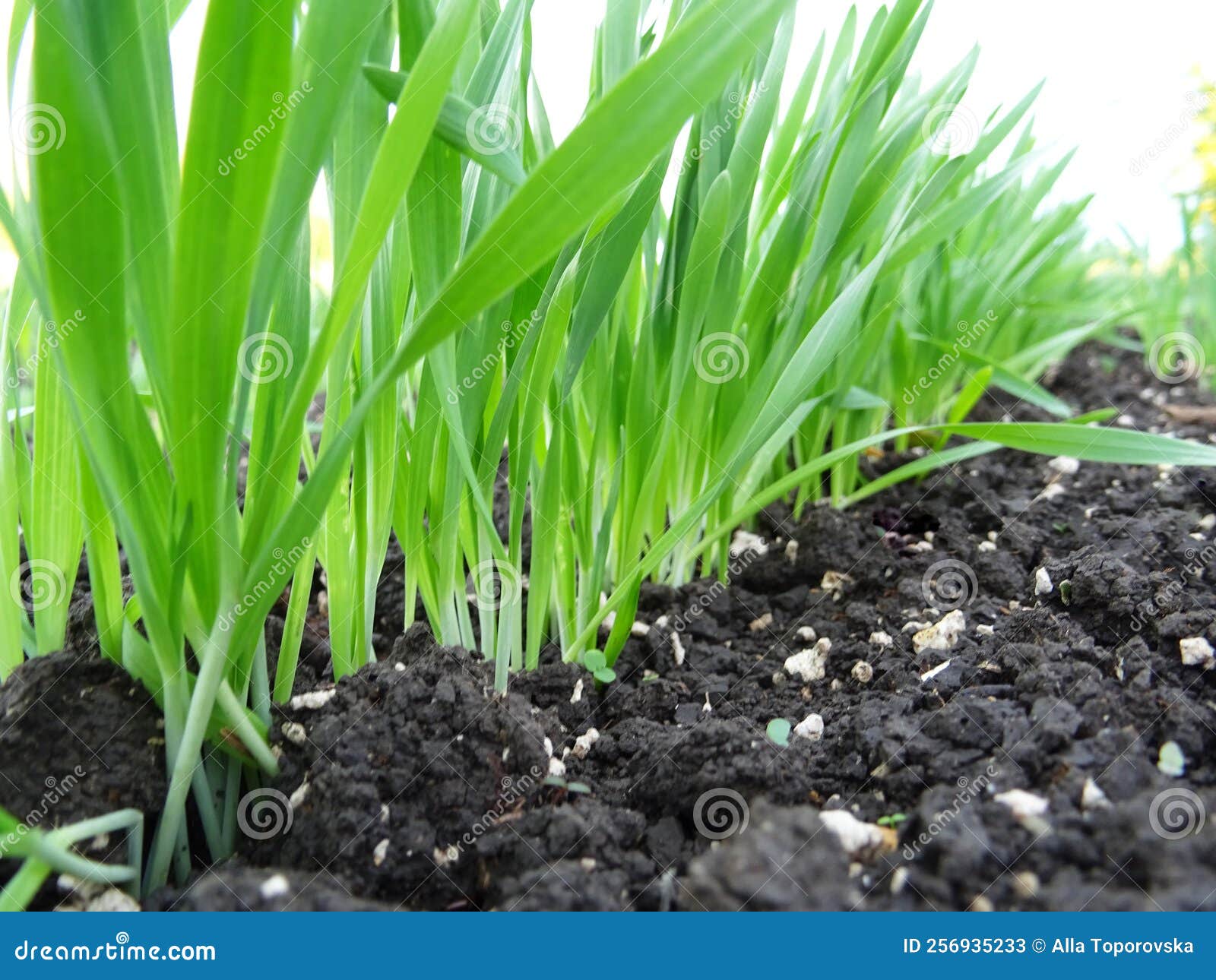 Wheat Sprouts in the Field Close-up Stock Image - Image of ecology ...