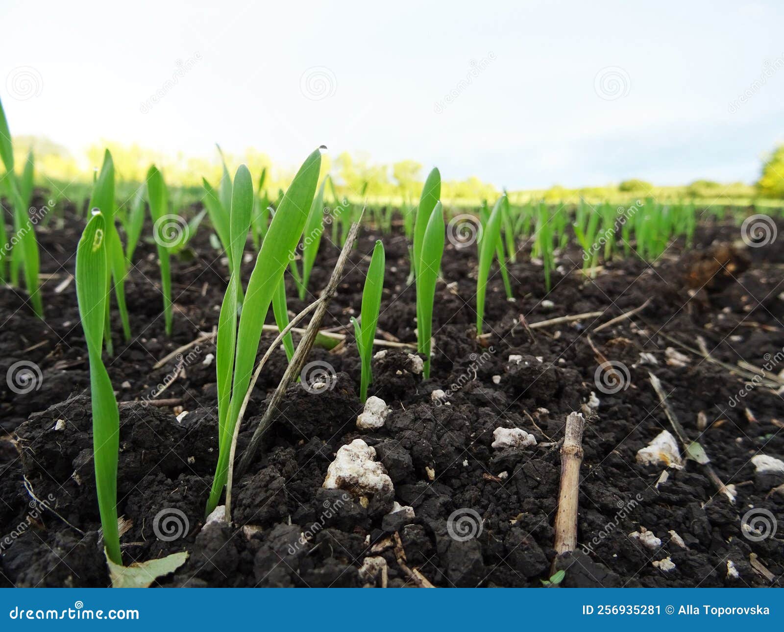 Wheat Sprouts in the Field Close-up Stock Image - Image of bushes ...