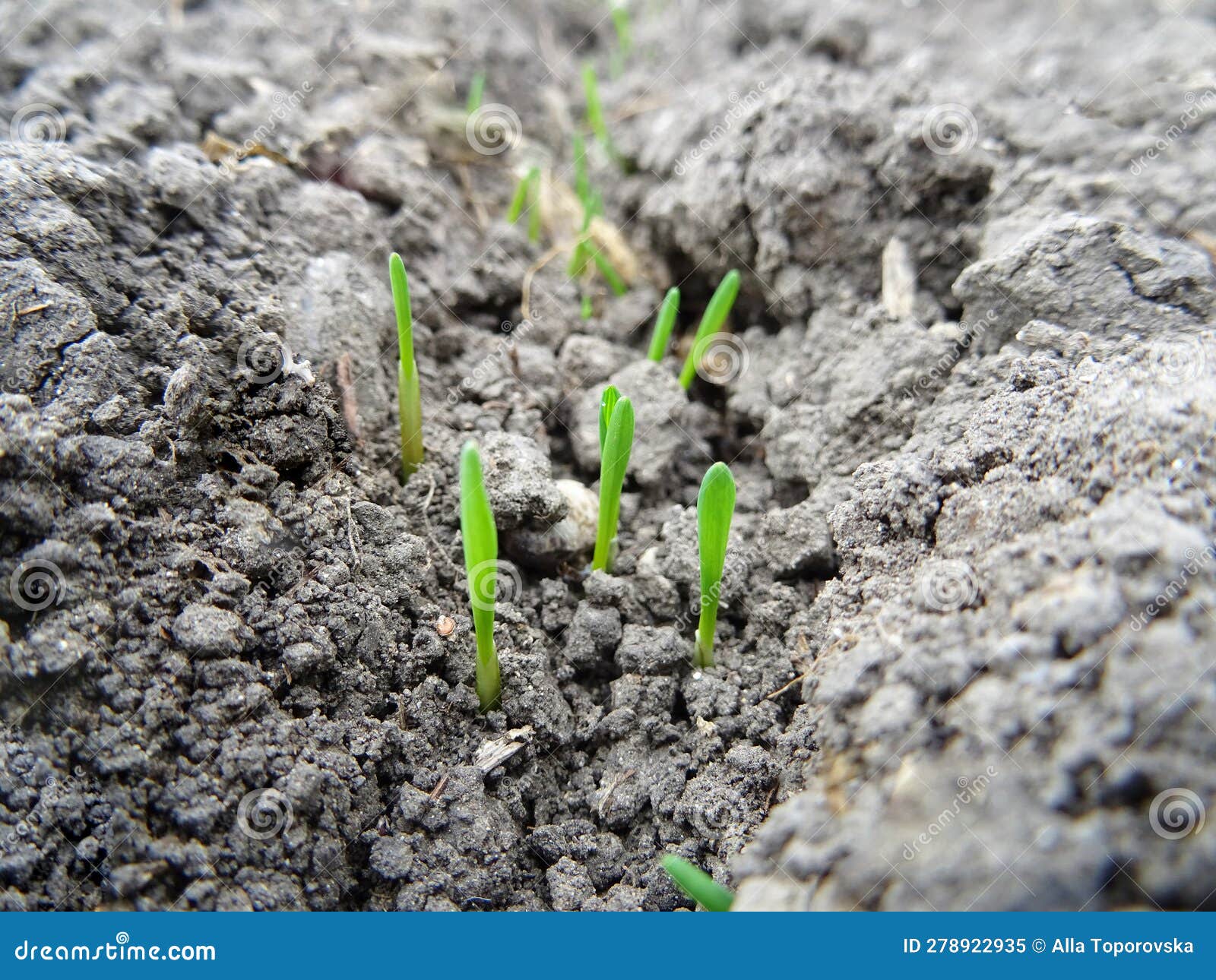 Wheat Sprouts in the Field Close-up Stock Image - Image of green ...