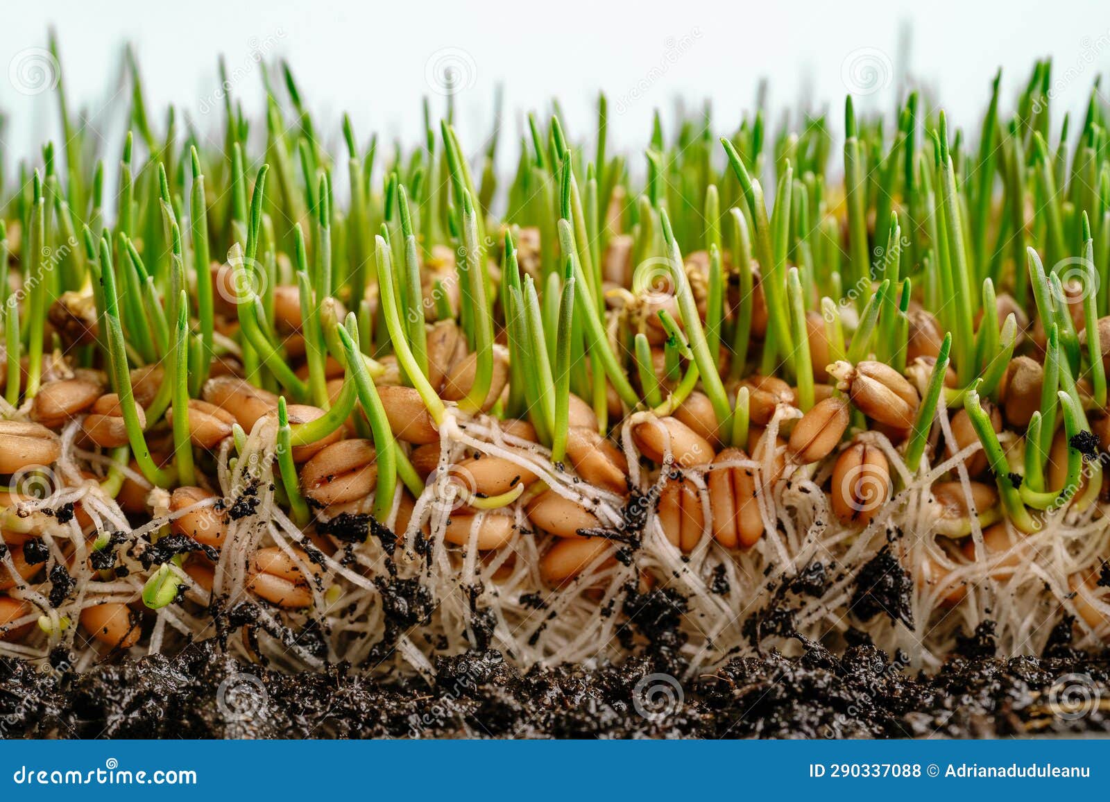 Wheat sprouts stock photo. Image of ecology, wheat, germ - 290337088