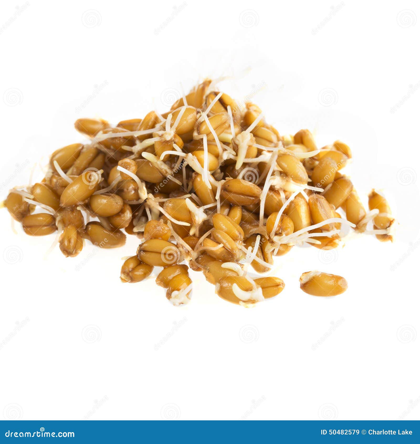 Wheat sprouts isolated stock image. Image of healthy - 50482579