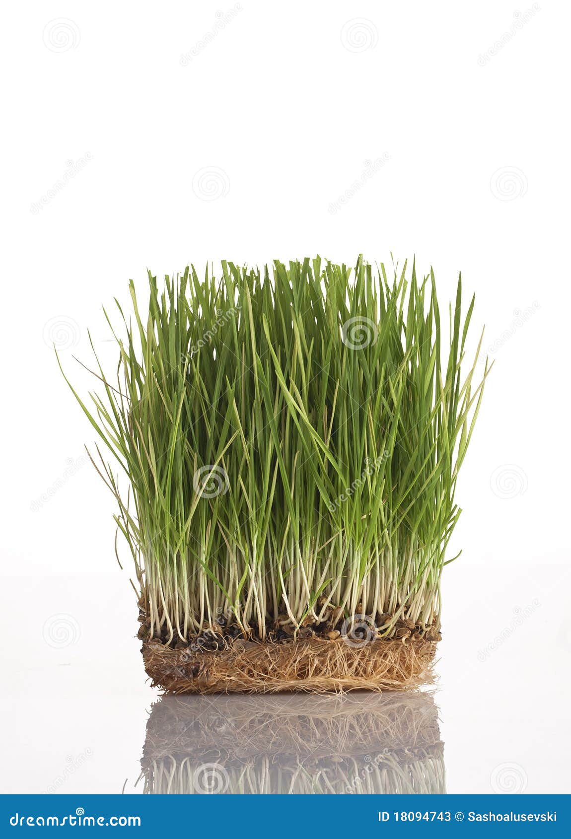 Wheat Sprouts Isolated on White Stock Image - Image of farm, detail ...